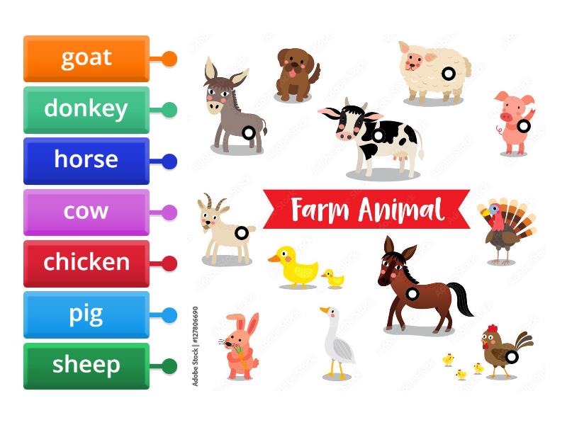 farm animals - Labelled diagram