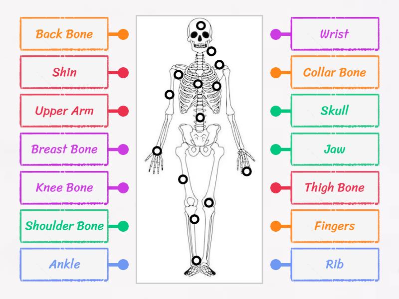 Skeleton COMMON names - Labelled diagram