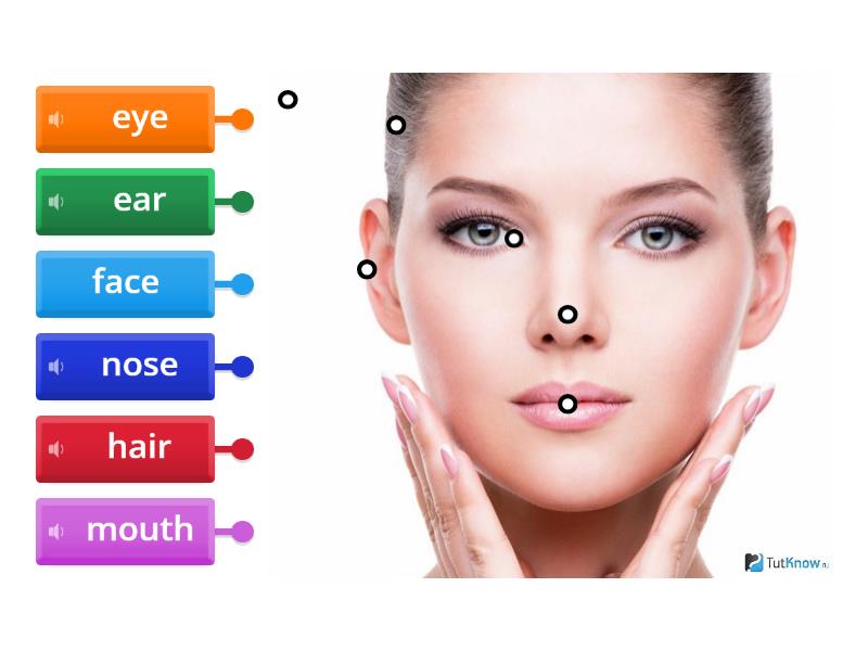 Face - Labelled diagram