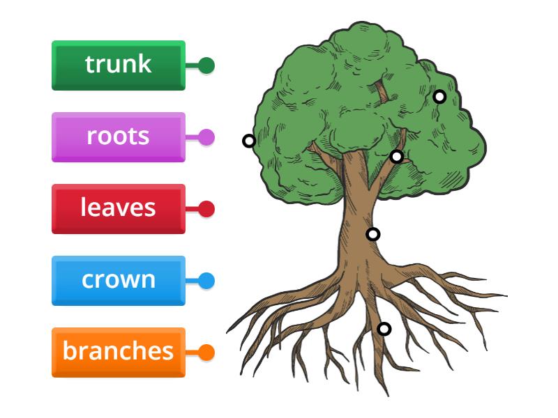 Parts of the tree - Labelled diagram