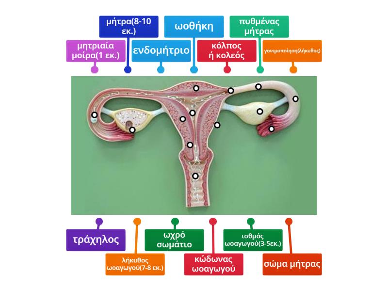 Έσω γεννητικό σύστημα της γυναίκας Labelled Diagram