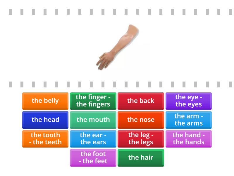 Body parts - Find the match