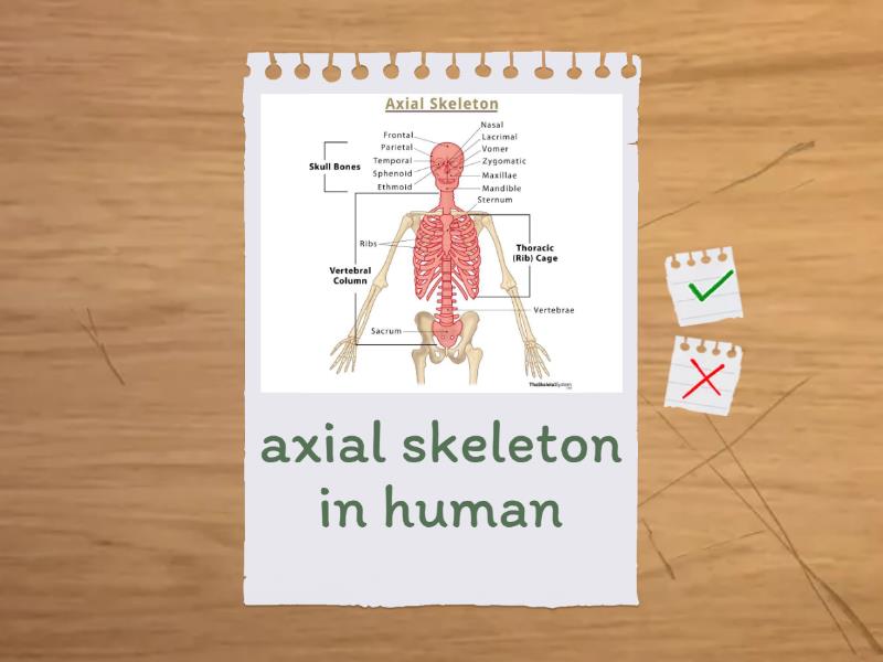 support and movement - Flash cards