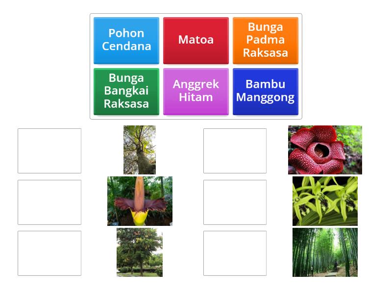 Flora di Indonesia - Une las parejas
