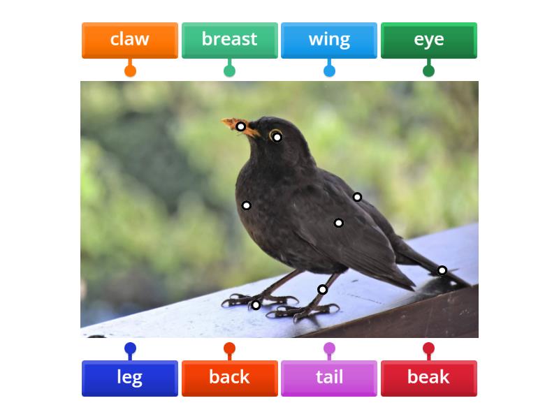 Features of birds - Labelled diagram