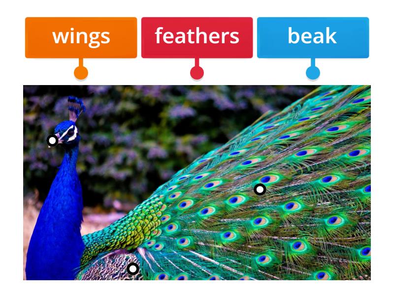 At the zoo peacock - Labelled diagram