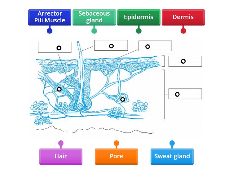 Cross section of the skin - Labelled diagram