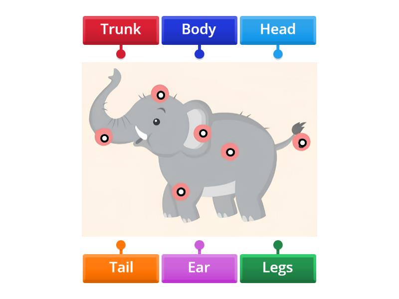Elephant's body part - Labelled diagram