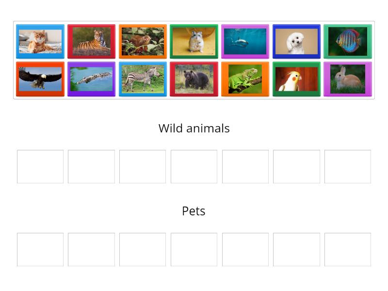 1st grade - Pets x Wild animals (Pets x animais selvagens) - Group sort