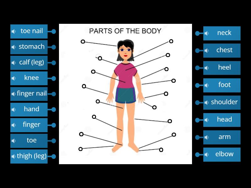 Parts of the Body - Labelled diagram