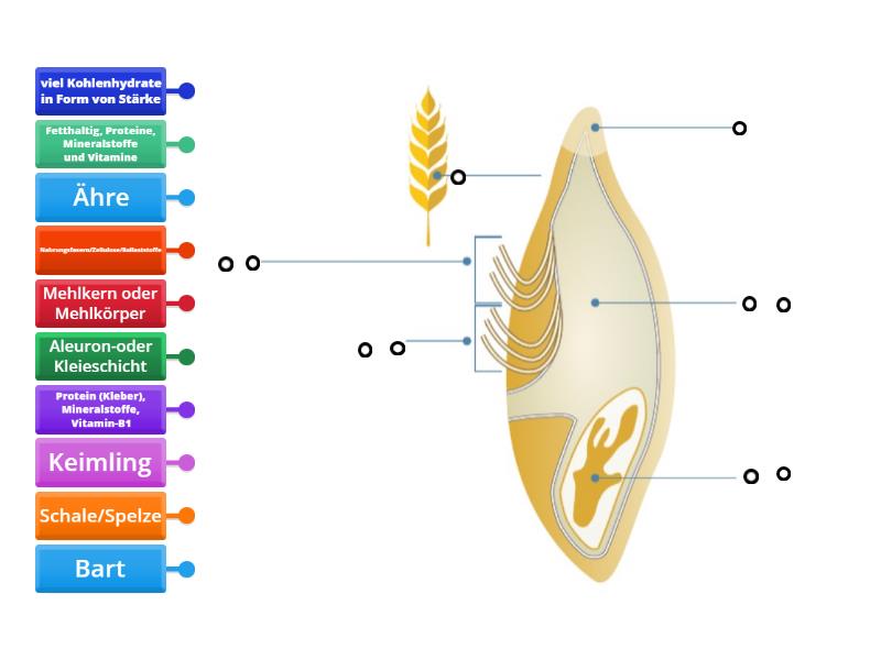 Das Getreidekorn und die Nährstoffe - Beschriftetes Diagramm