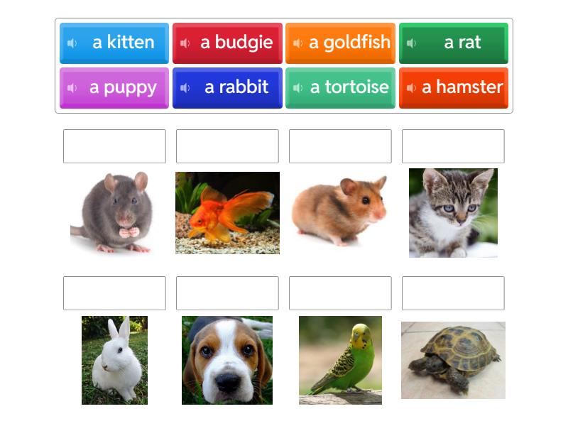 Form 3 Unit 4 Pets - Match up