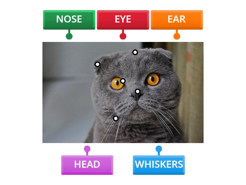 CAT - body - Labelled diagram