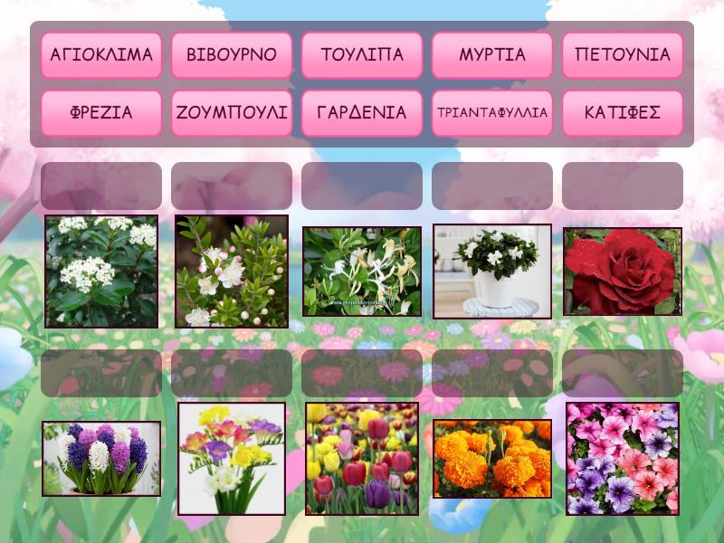 ΚΑΛΛΩΠΙΣΤΙΚΑ ΦΥΤΑ - Match up