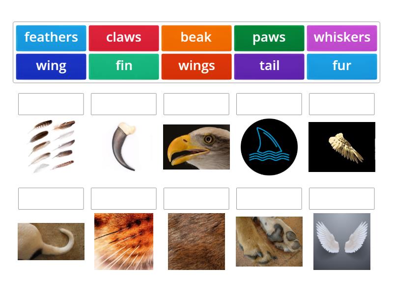 JULIA BRAINY 6 UNIT 4 animal body parts - Une las parejas