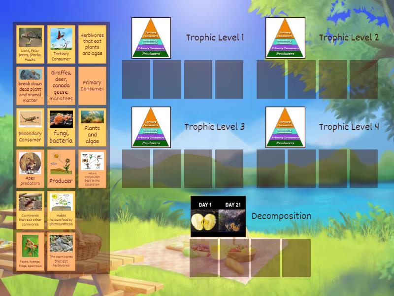 Trophic Levels - Group sort
