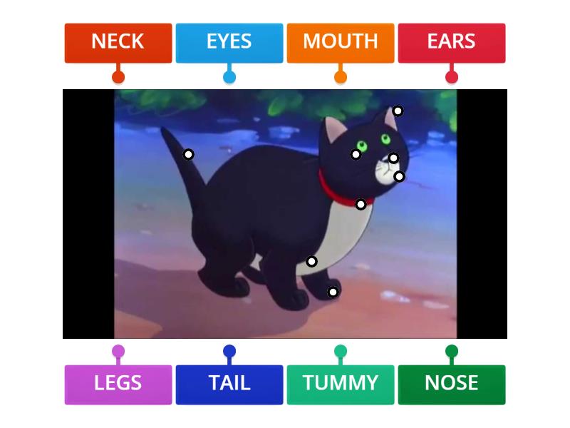 Zorba the cat - Labelled diagram