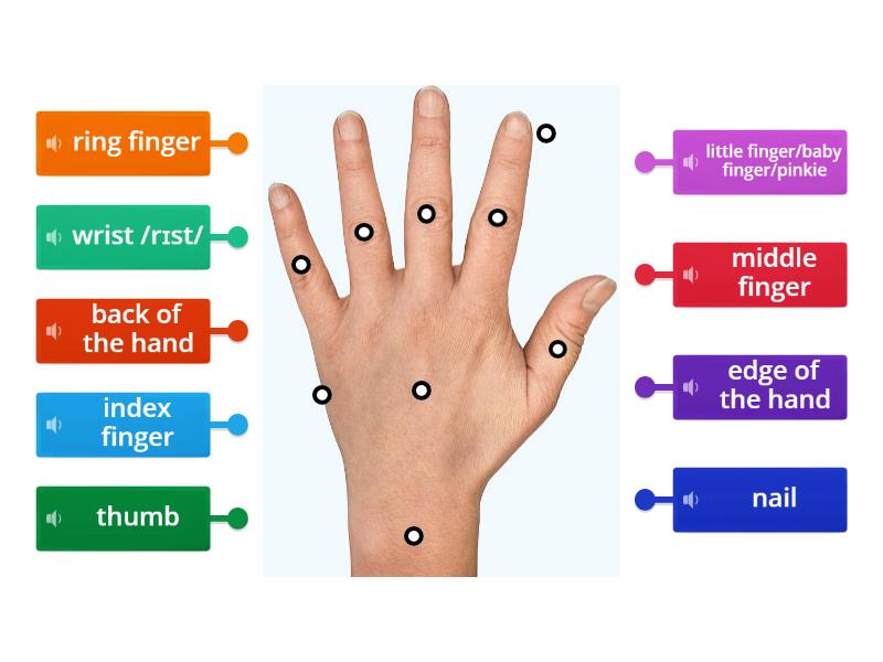 Hand; Fingers; Parts of the Body - Labelled diagram