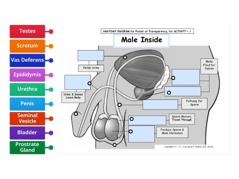 Male Reproductive System - Labelled diagram