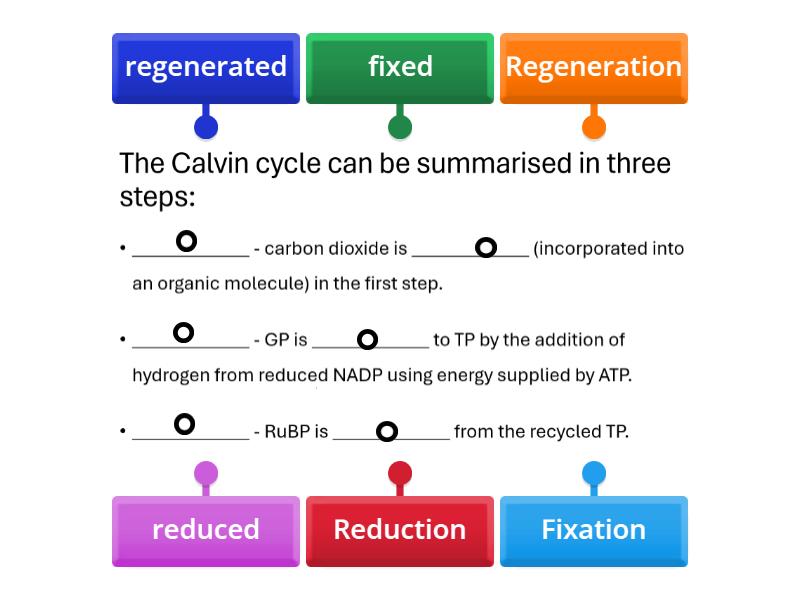 Calvin Cycle - Photosynthesis - light-independent reaction - Labelled ...