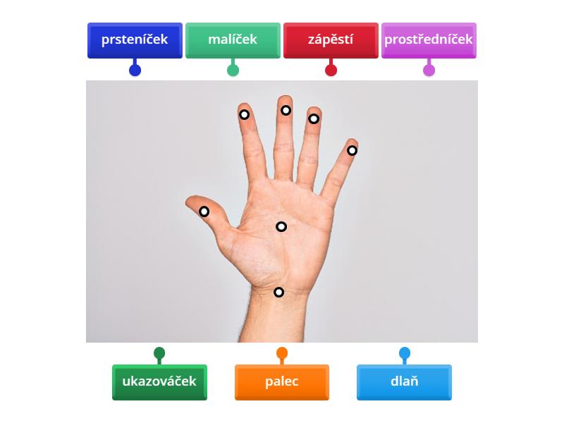 části ruky - Labelled diagram