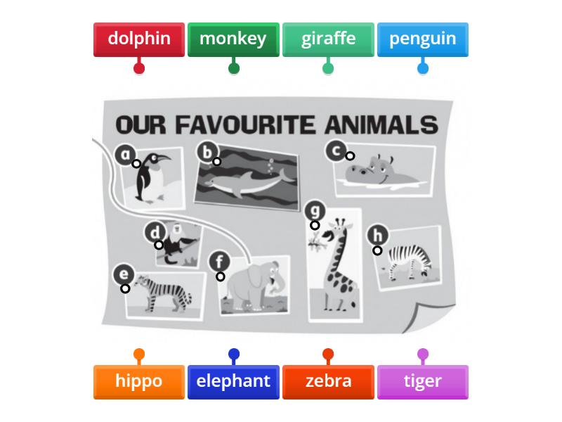 Our favourite animals - Labelled diagram
