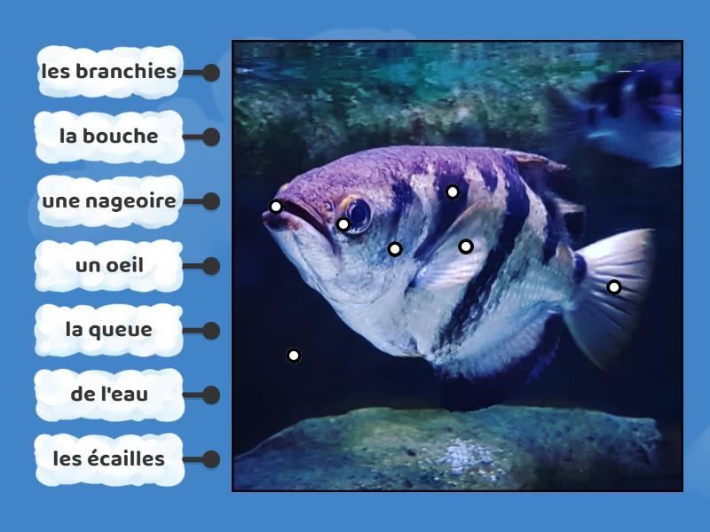 Les parties du poisson - Labelled diagram