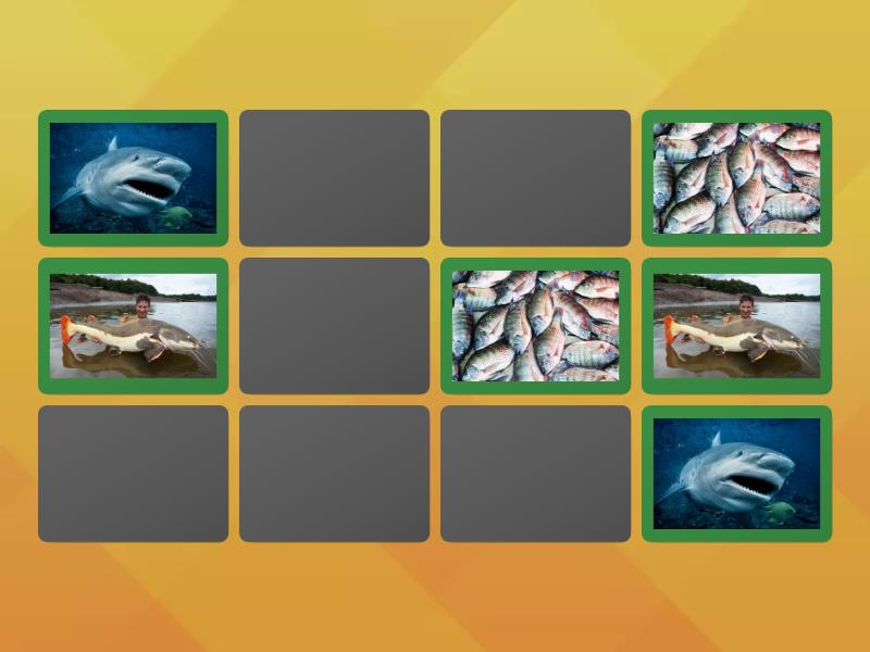 fresh water animals - Matching pairs