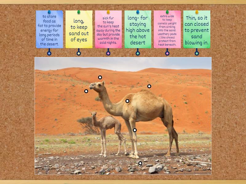 functional parts of a camel - Labelled diagram