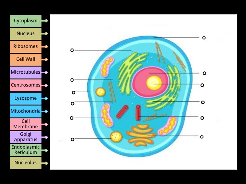 The Human Cell - Labelled diagram