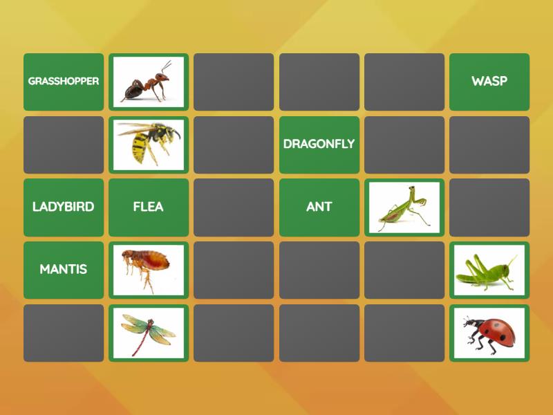Match the picture with the word - INSECTS - Matching pairs