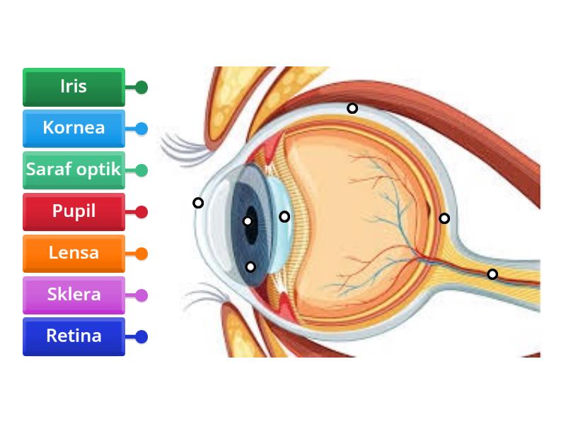 Bagian - bagian mata - Labelled diagram