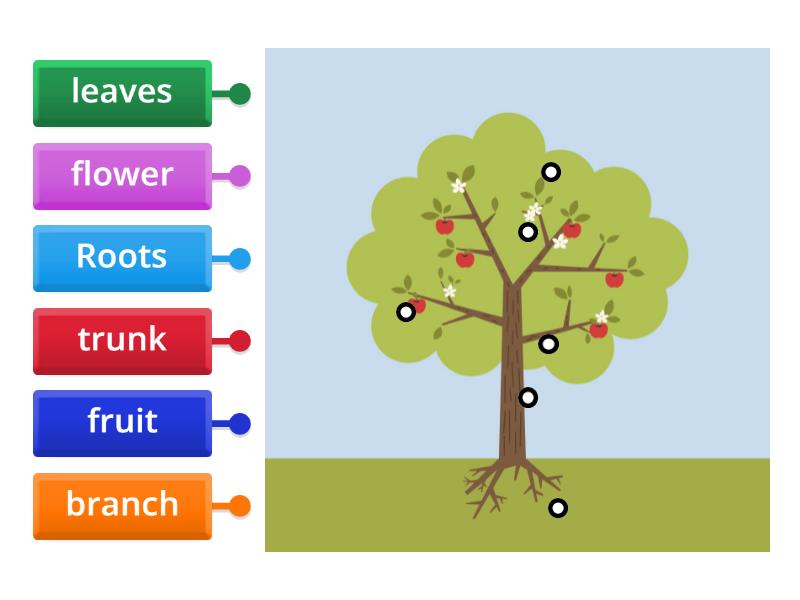 Parts of a tree - Labelled diagram