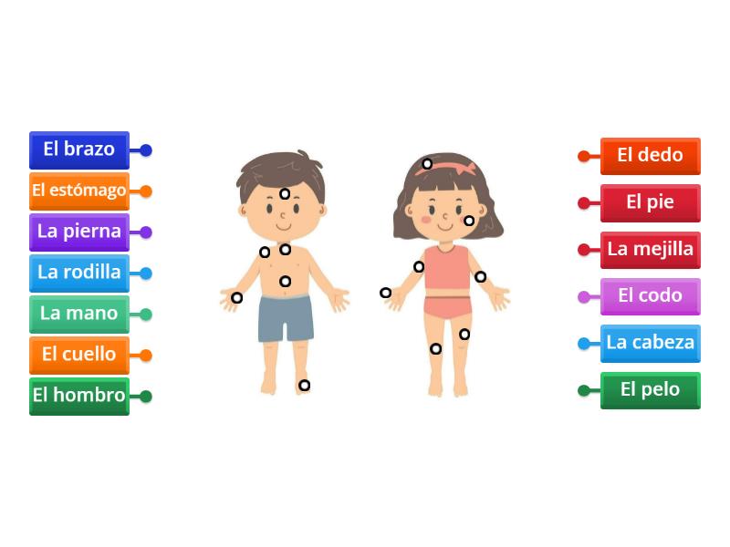 Los partes del cuerpo (singular) - Diagrama con etiquetas