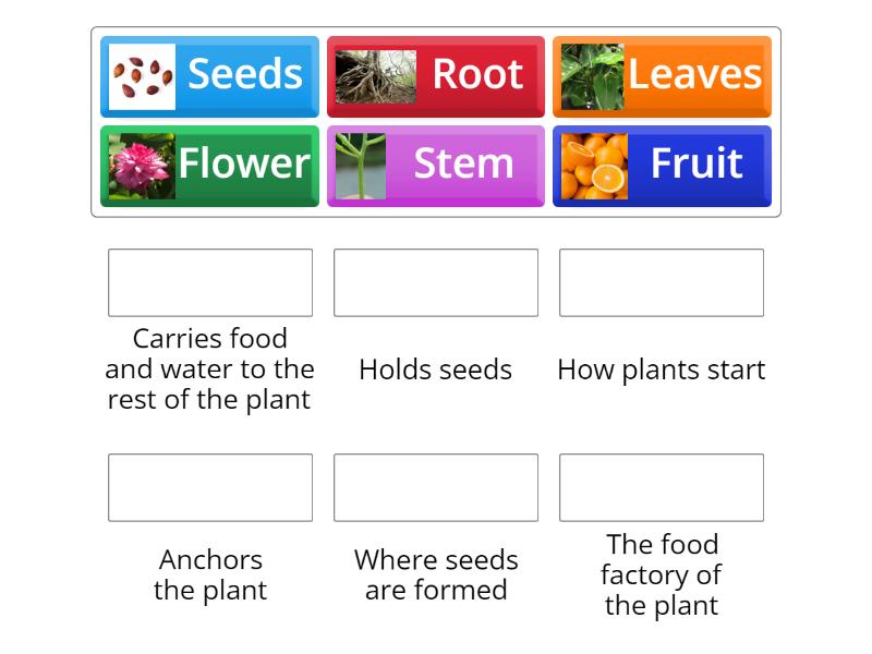 Plants - Match up