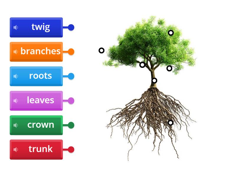 Label the parts of a tree - Labelled diagram