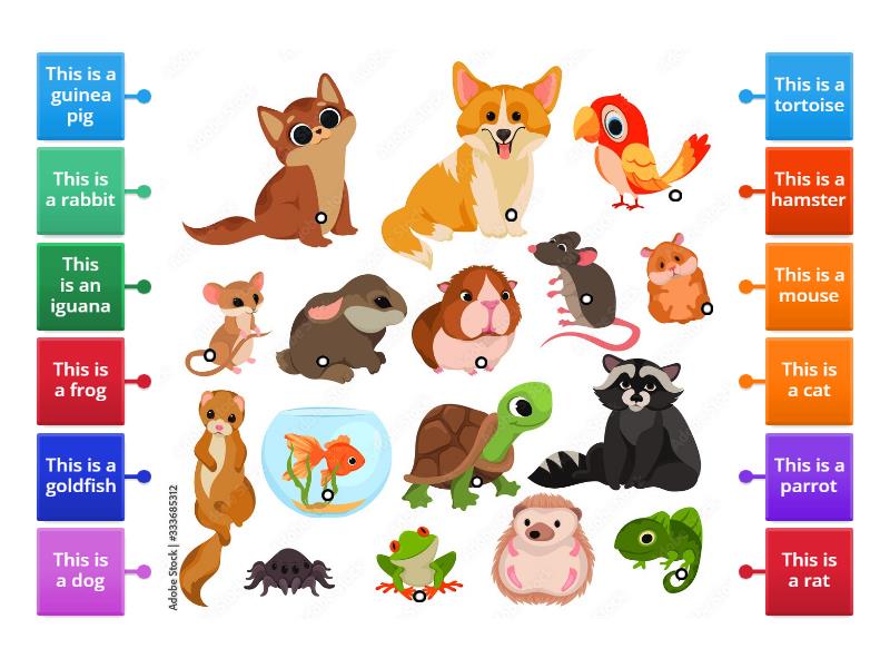 Pets - Labelled diagram