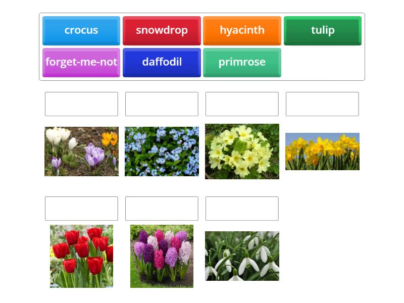 Spring flowers: - Match up