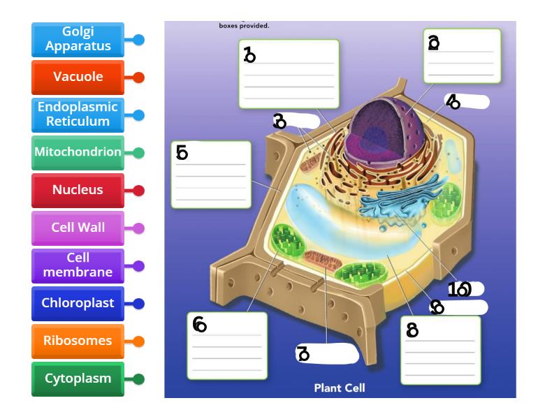 Plant Cell Label - Labelled diagram