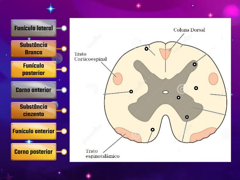 Anatomia medula - corte transversal - Labelled diagram