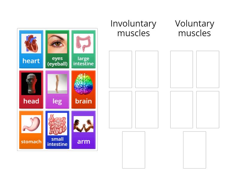 Voluntary and Involuntary muscles 2 - Group sort