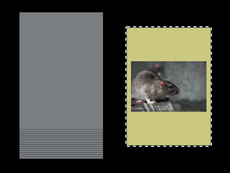 Pets vocabulary - Speaking cards