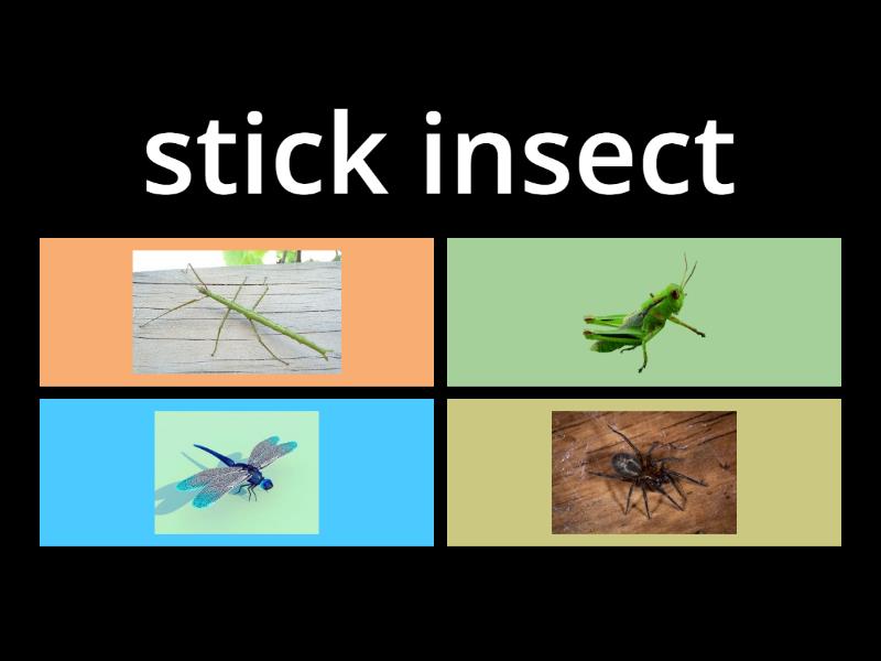 Insects - Quiz