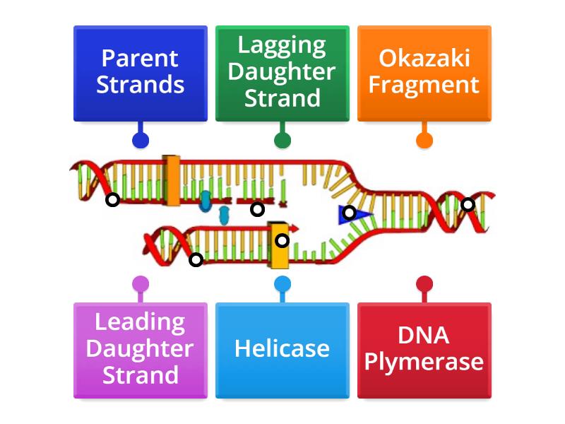 dna replication - Labelled diagram