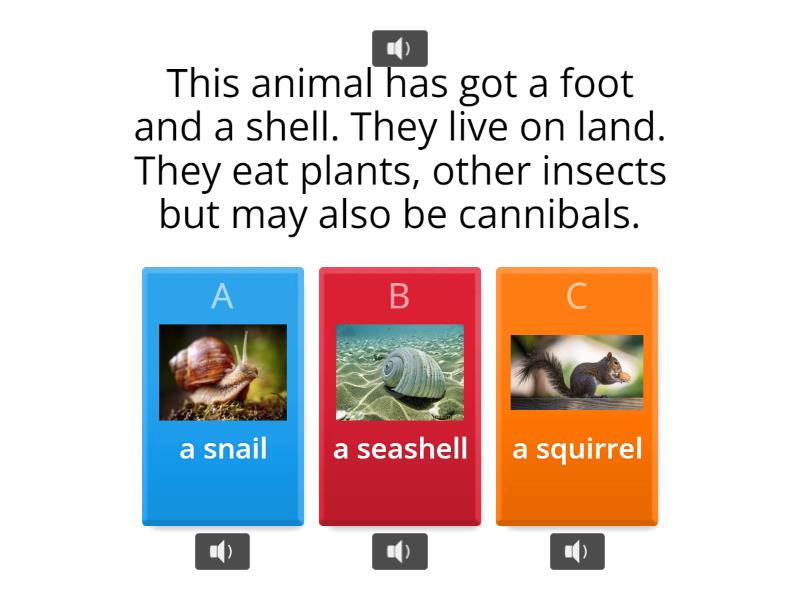 Kid S Box 3 Unit 7 Animals Quiz