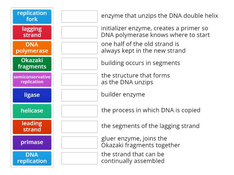 DNA Replication - Match up