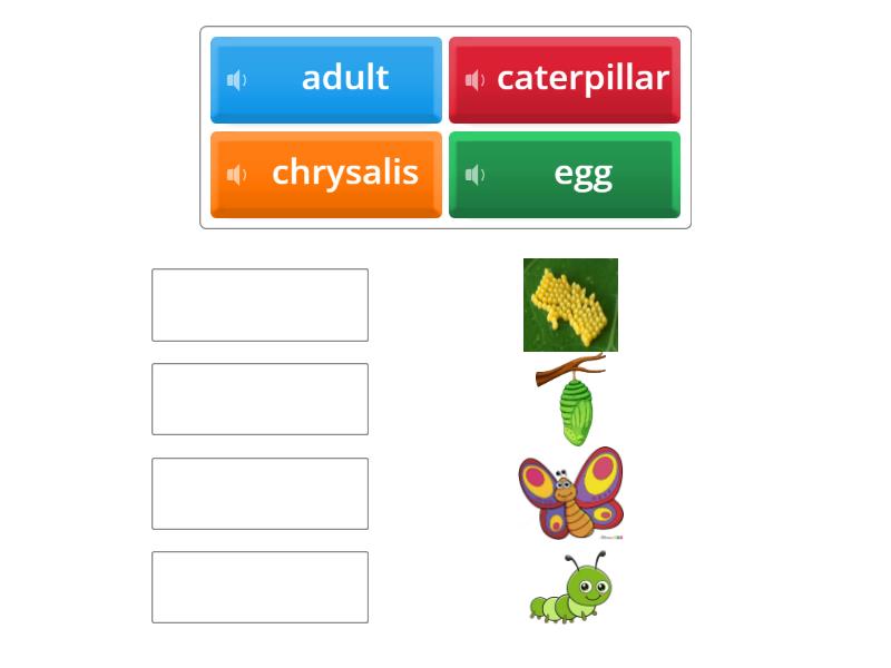 Life Cycle of a Butterfly - Match up