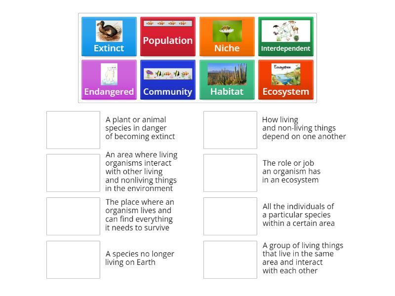 Ecosystems - Match up