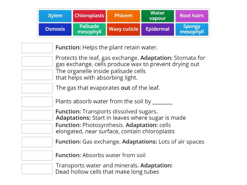 Plant tissues function - Match up