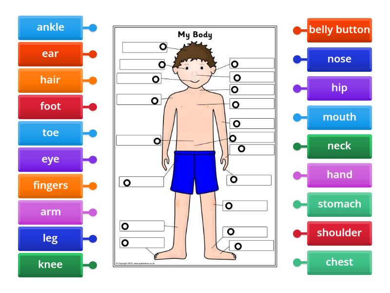 Parts of the body - Labelled diagram